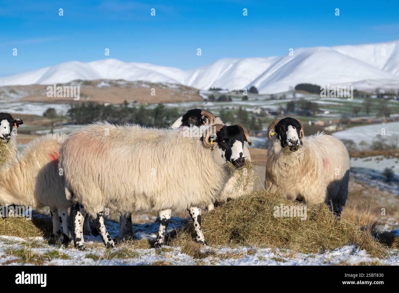 Rough Fell ewes on moorland waiting to be fed during a spell of snowy ...
