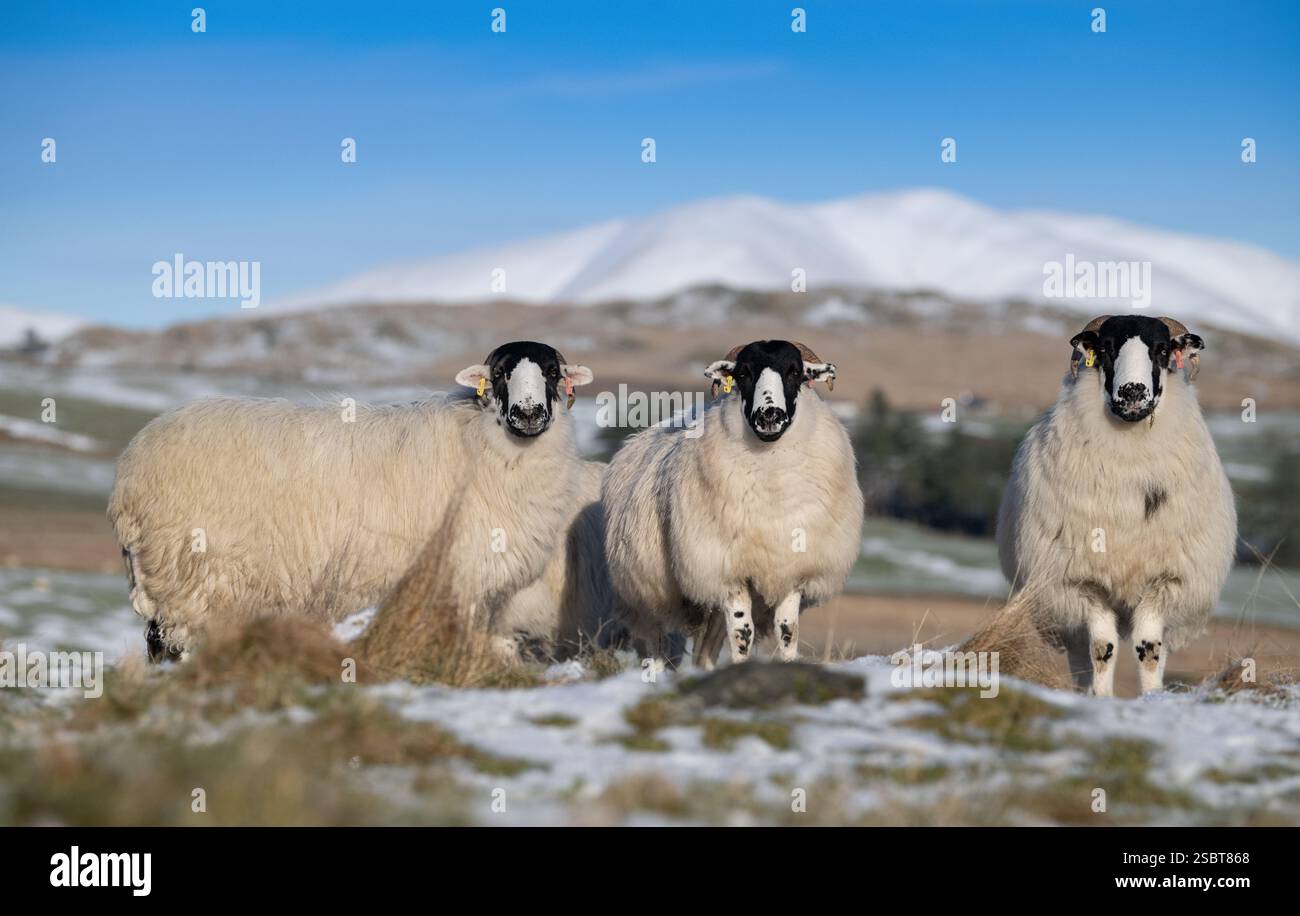Rough Fell ewes on moorland waiting to be fed during a spell of snowy ...