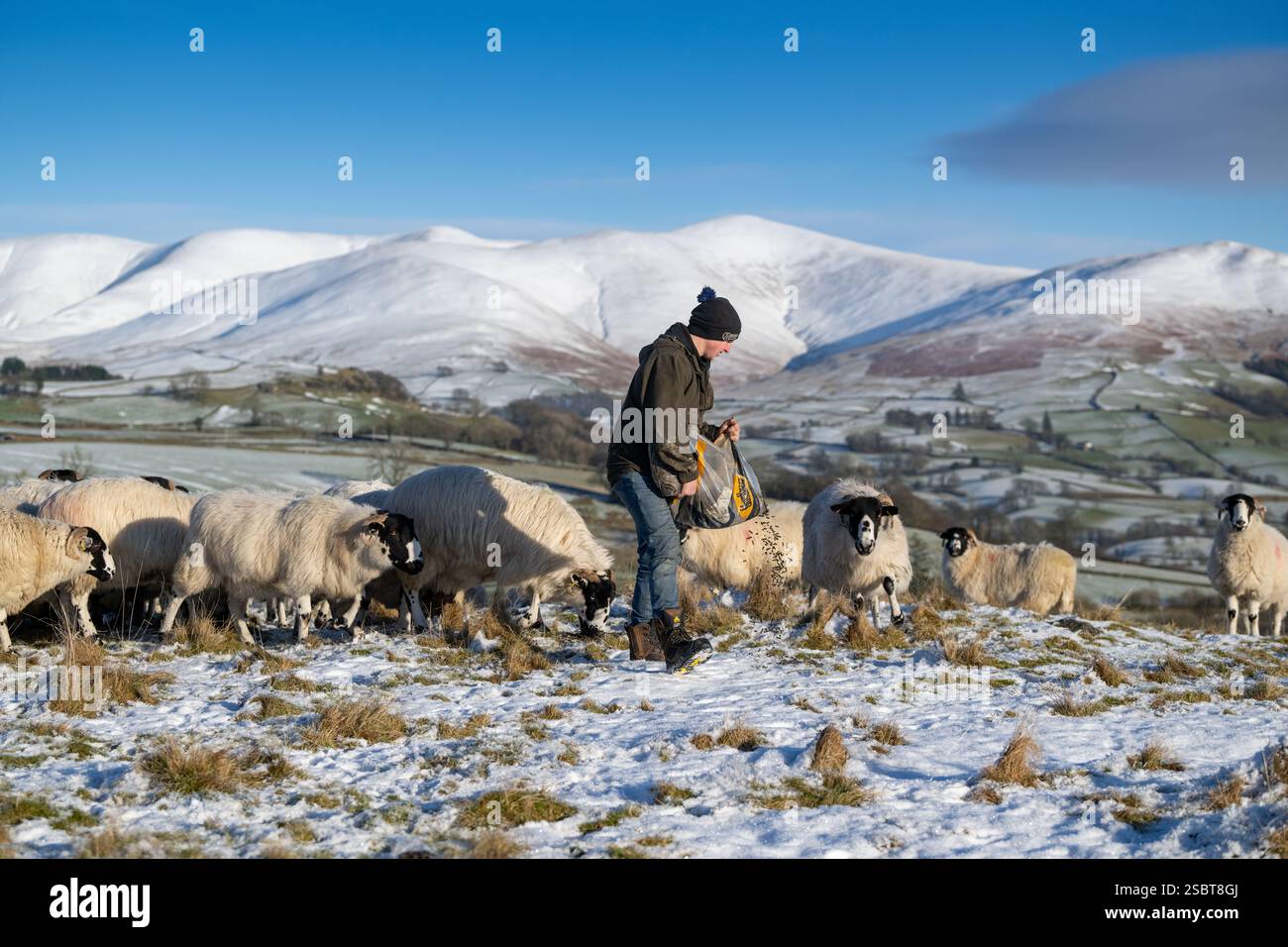 Shepherd feeding Rough Fell sheep a bit of extra feed to help them get ...