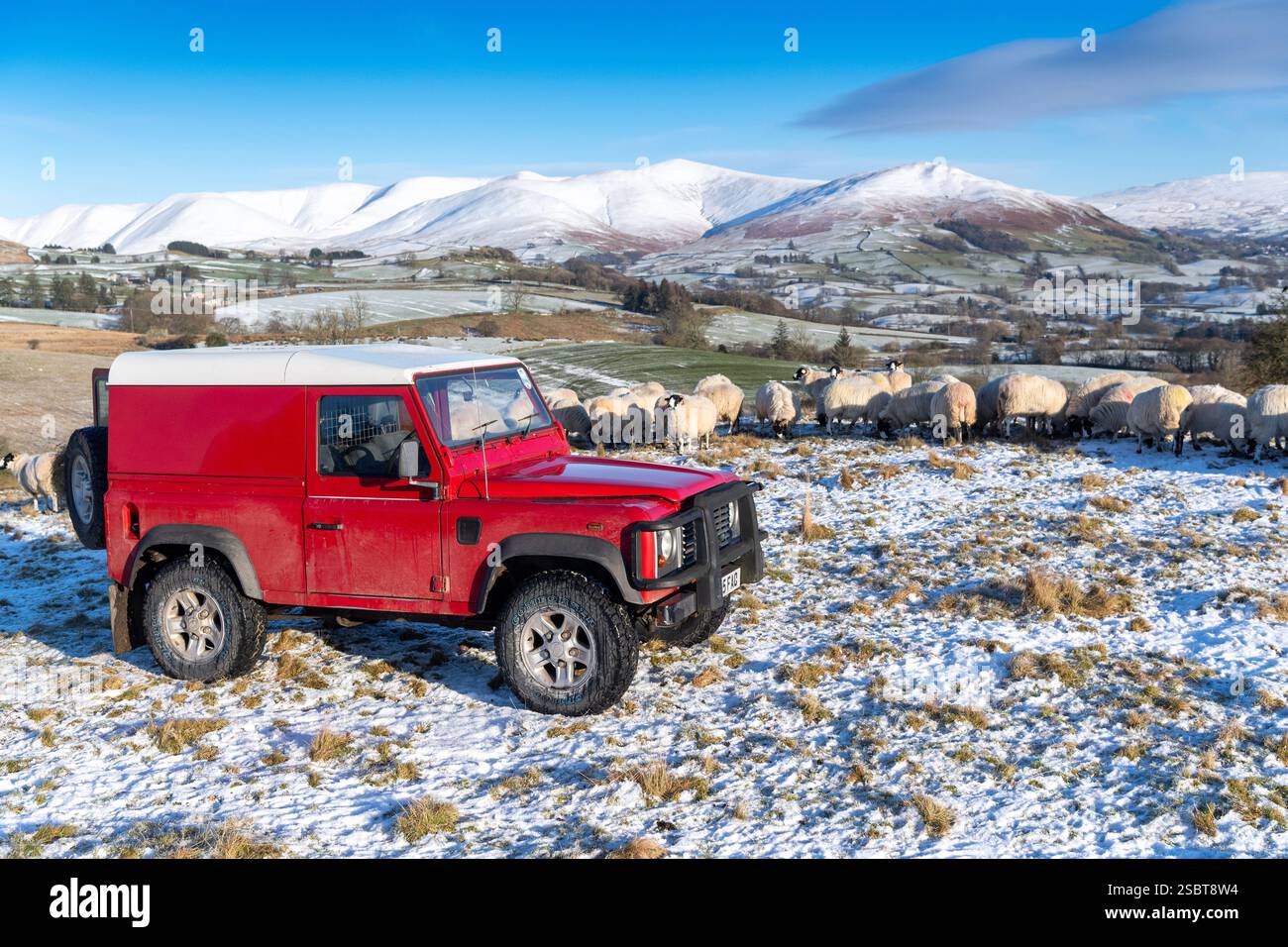 Farmer with a Land Rover Defender feeding sheep on moorland in the ...