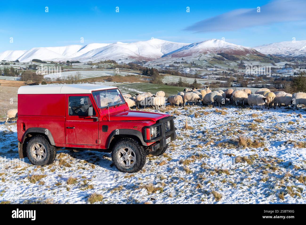 Farmer with a Land Rover Defender feeding sheep on moorland in the ...