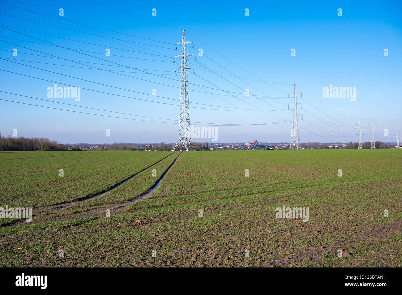 Fresh planted agriculture fields at the Flemish countryside in Merchtem ...
