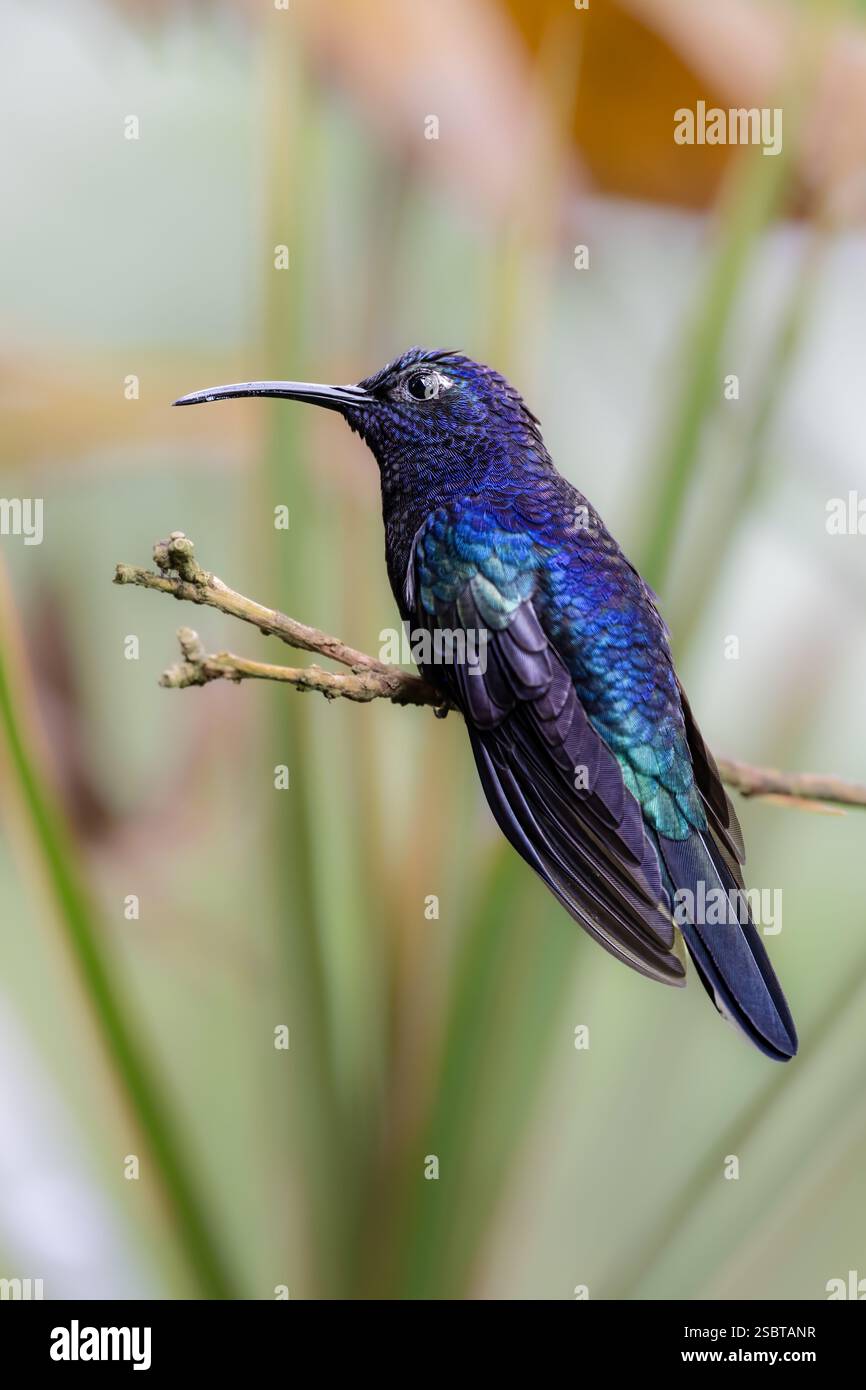 Campylopterus hemileucurus, the violet sabrewing, is a species of ...
