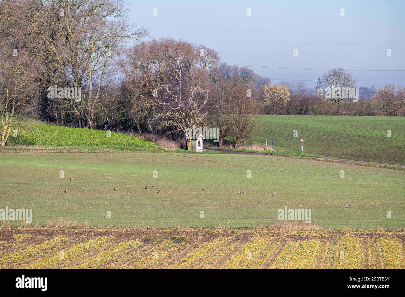 View over flat agriculture fields with brown soil, green crops and blue ...