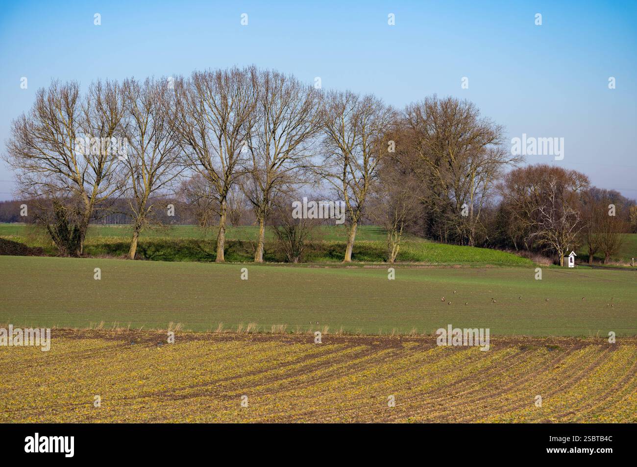 View over flat agriculture fields with brown soil, green crops and blue ...