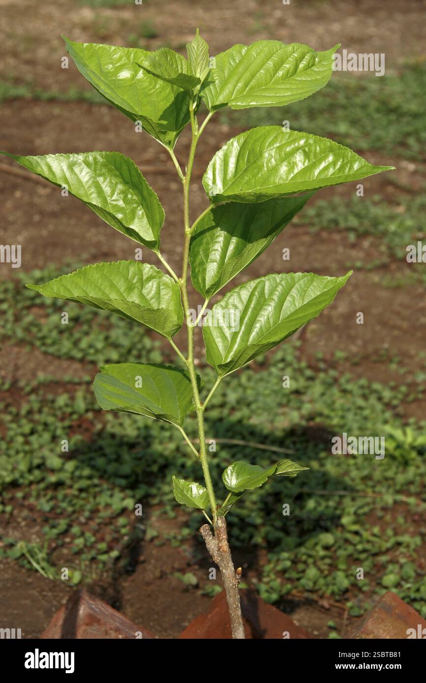 Ayurvedic medicinal plant scientific name morus alba l and botanical ...