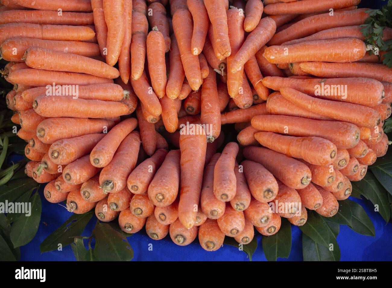 Texture background of fresh large orange carrots Stock Photo - Alamy
