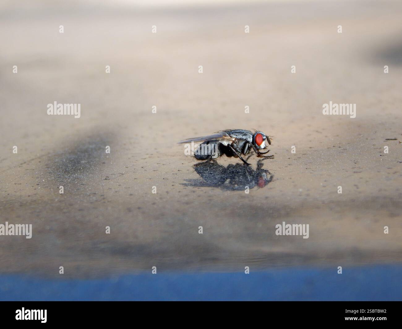 A large grey fly sits on a glass surface Stock Photo - Alamy