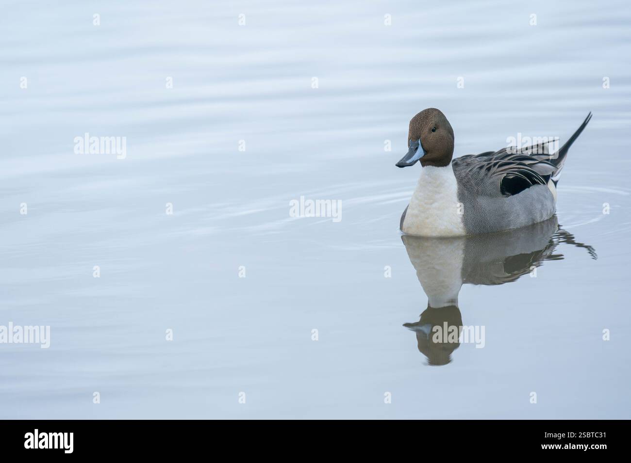 Northern Pintail, Anas acuta, overwintering on a Gloucestershire wetland Stock Photo - Alamy