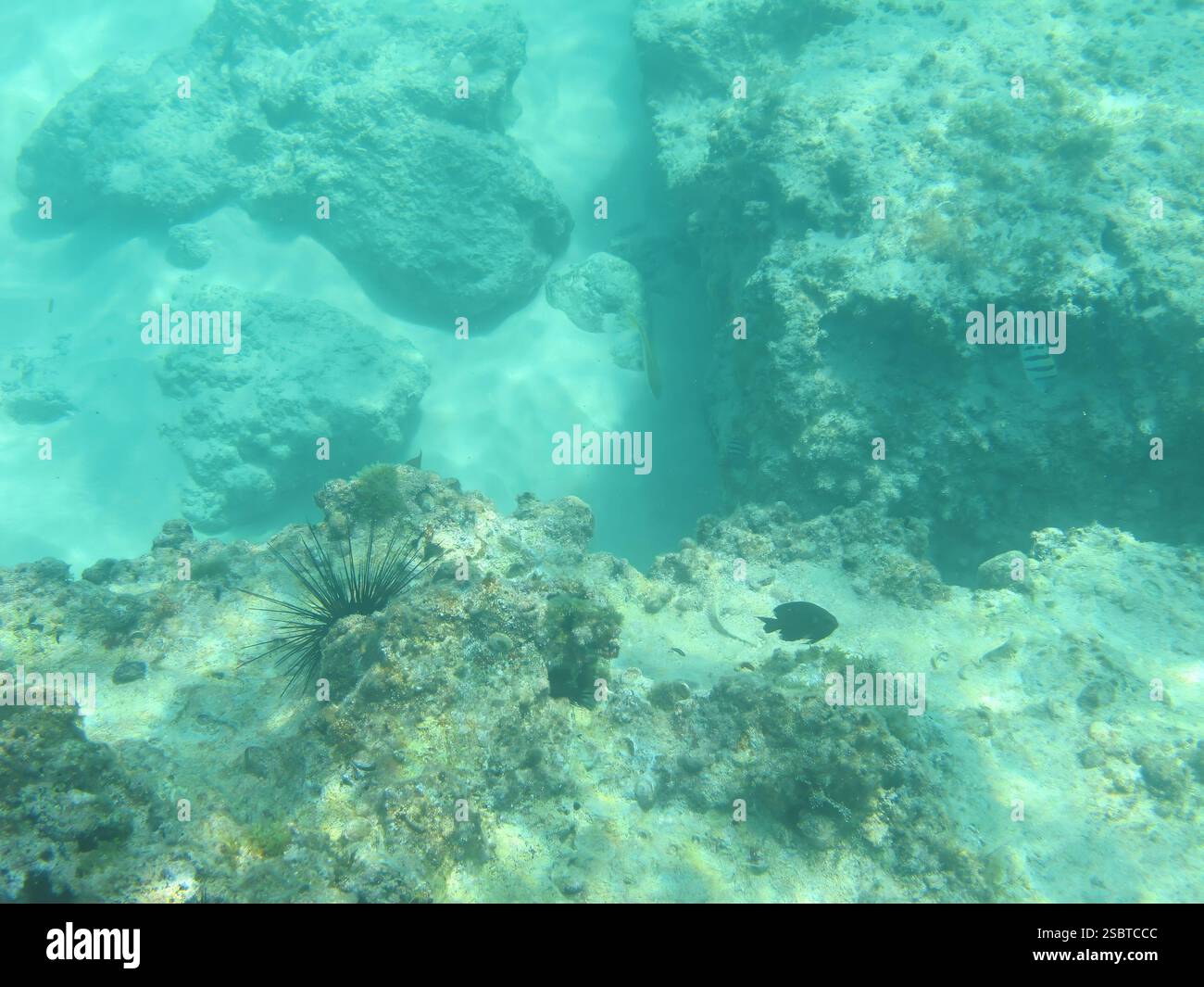 Fish and coral under water, snorkeling in Anguilla near St. Maarten ...