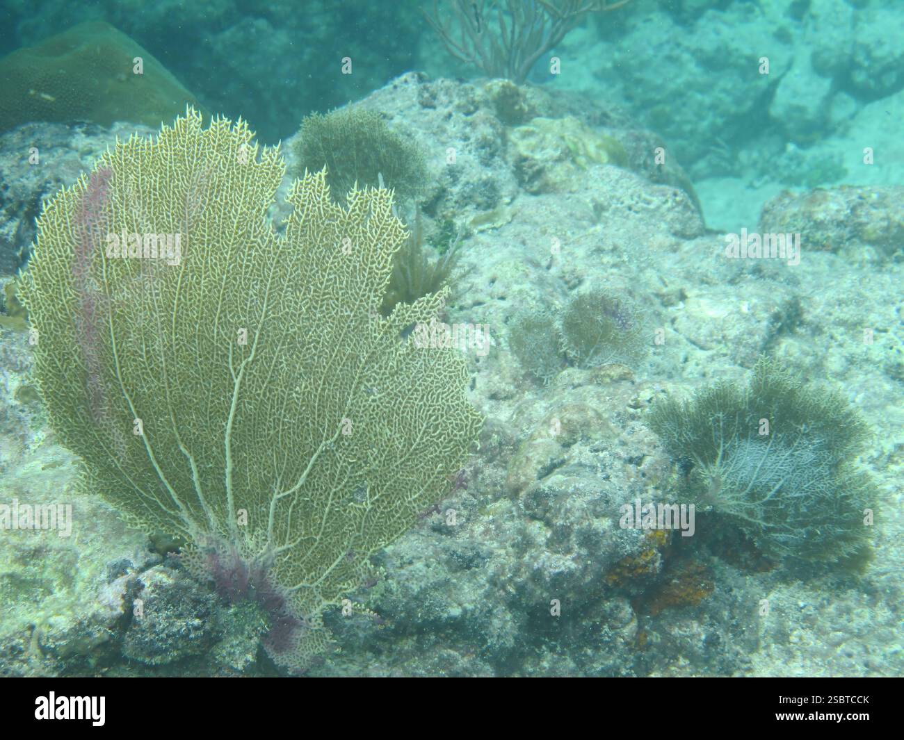 Fish and coral under water, snorkeling in Anguilla near St. Maarten ...