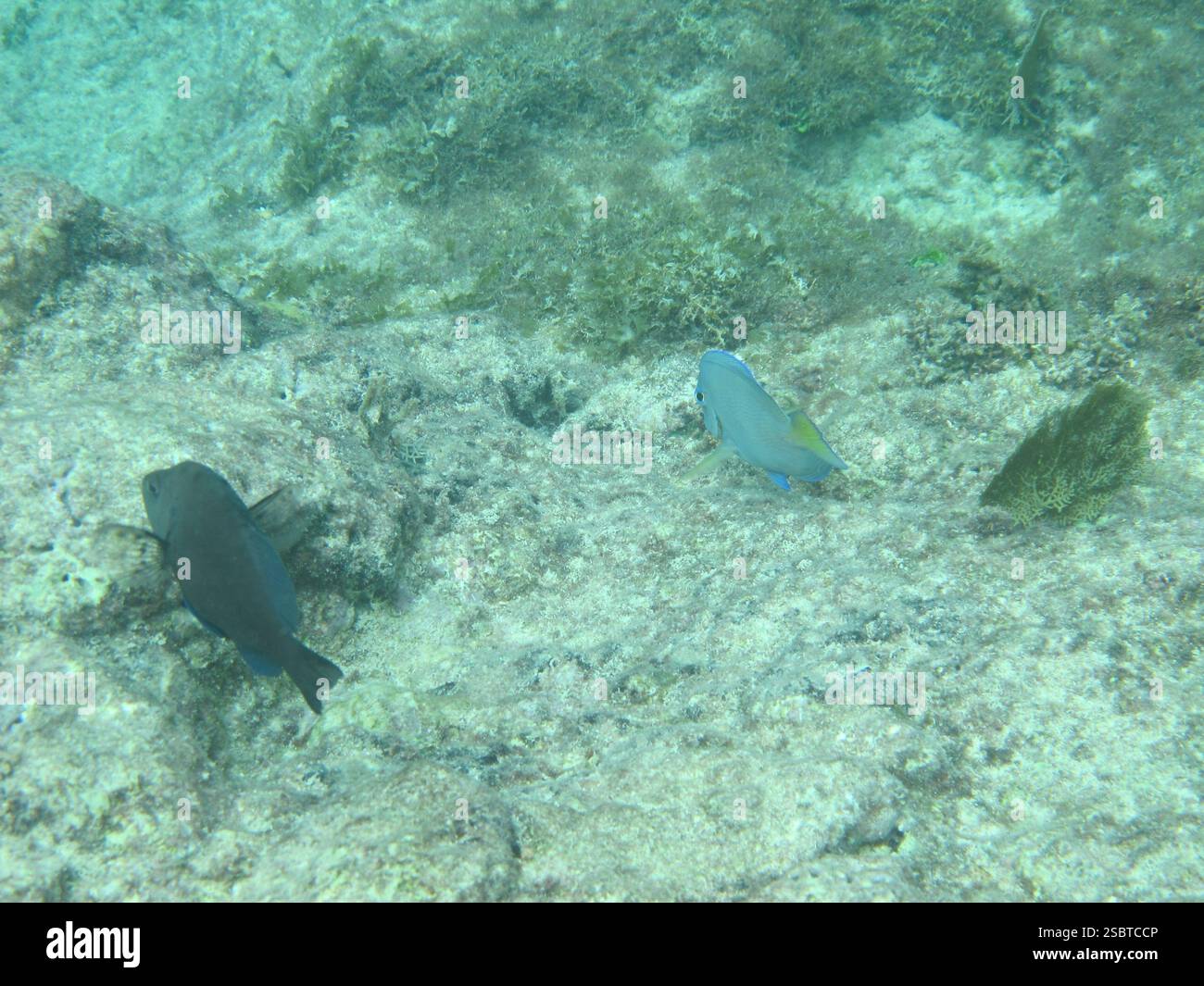 Fish and coral under water, snorkeling in Anguilla near St. Maarten ...