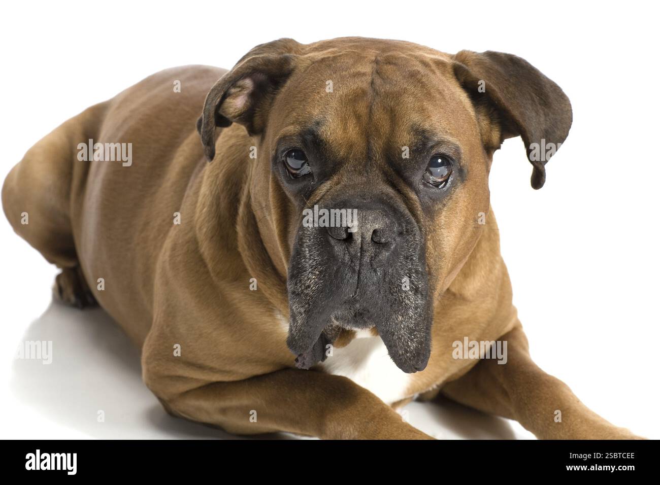 Adult Boxer of white background, studio shot Stock Photo - Alamy