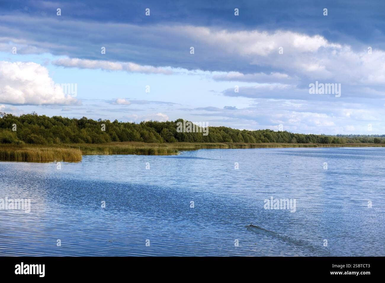 Images of Steinhuder Meer Lake showcasing its serene waters, lush ...
