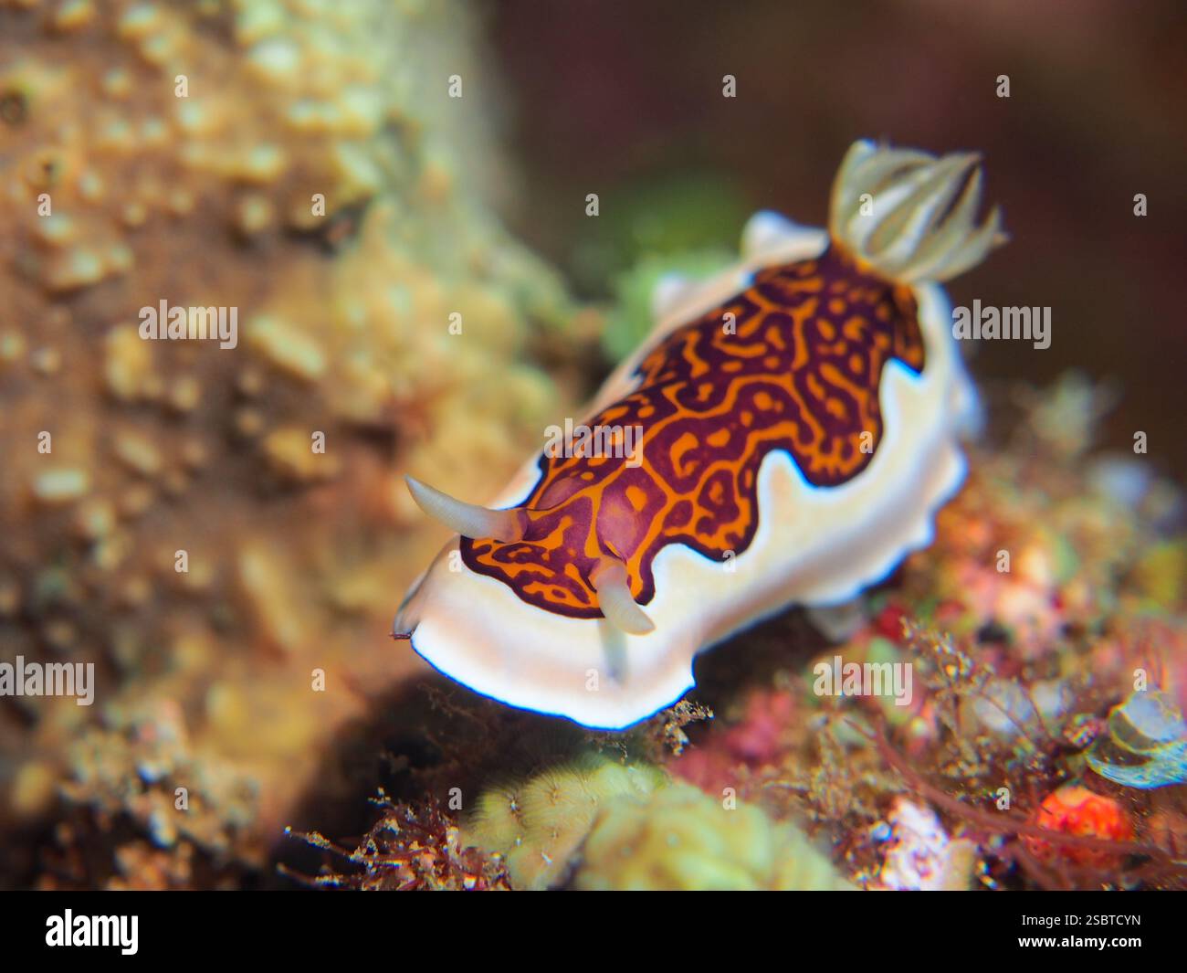 Chromodoris joshi - Joshi's magnificent slug Stock Photo - Alamy