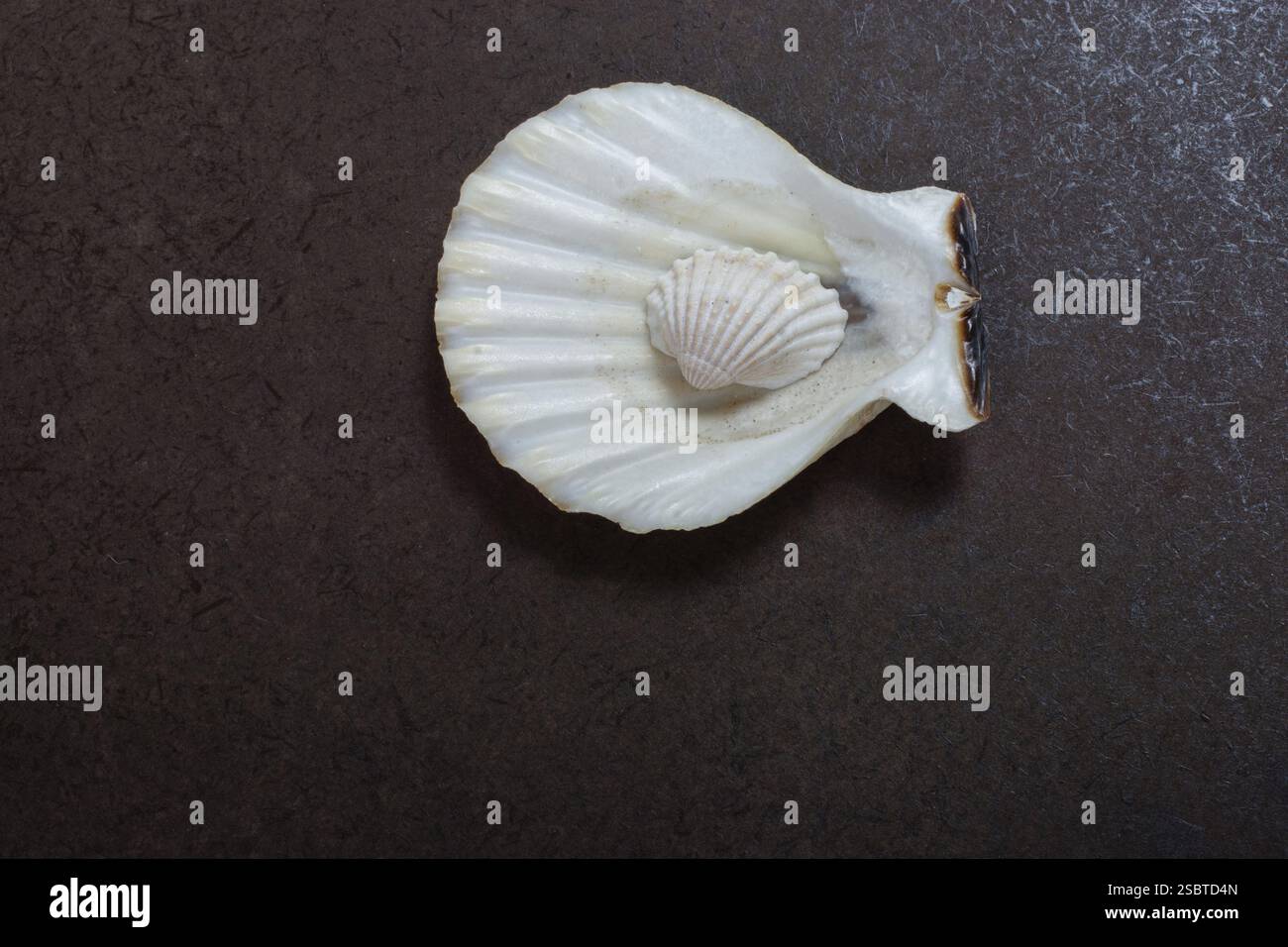 Natural seashell macro texture. Seashells background texture Stock ...