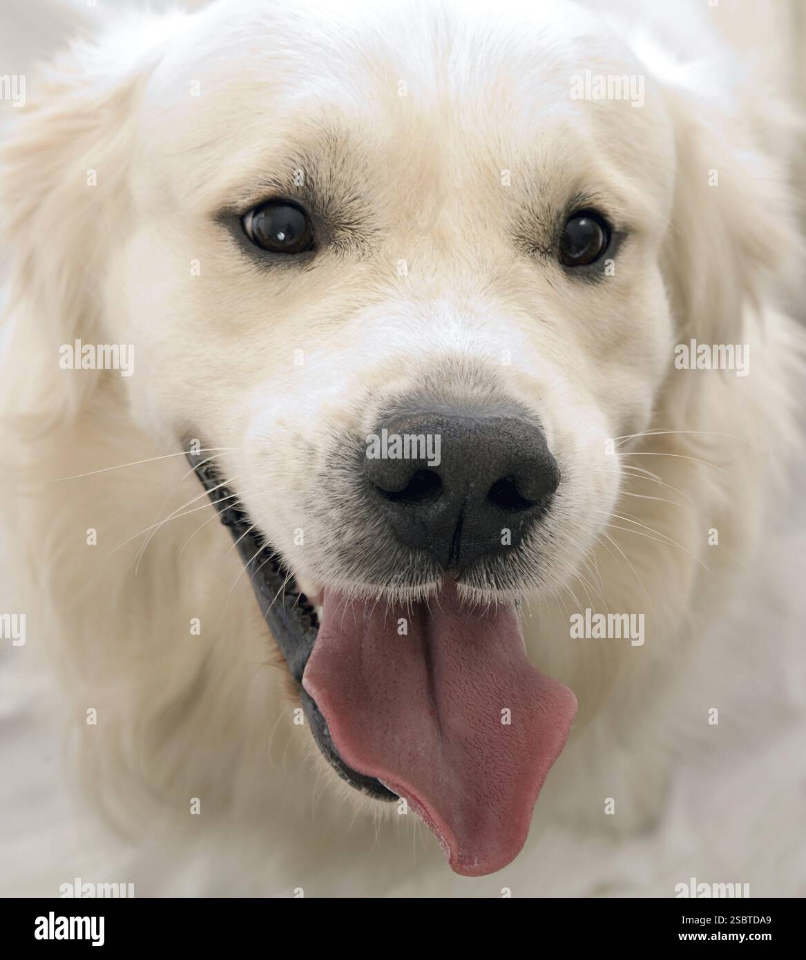 The gold retriever posing in studio. Isolated on white Stock Photo - Alamy