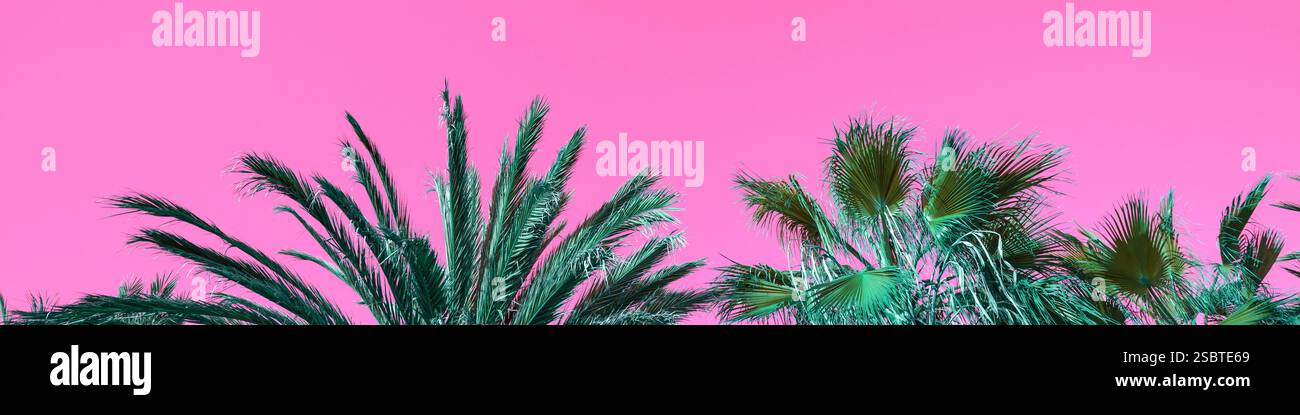 tops of the palm trees against a pink background. Leaves of tall palm ...