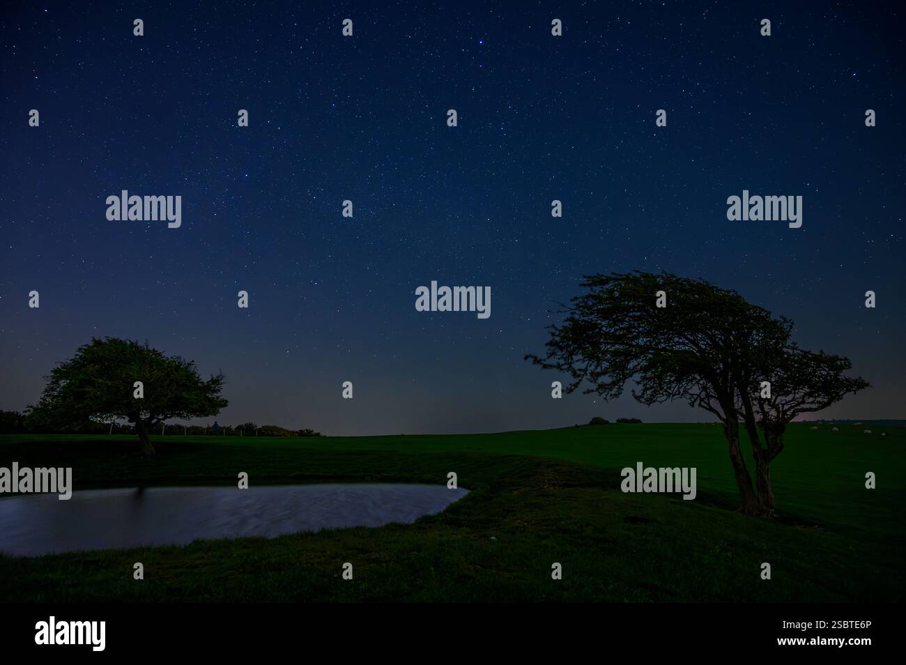 A starry night sky with two lone trees in ambient light by the dew pond ...