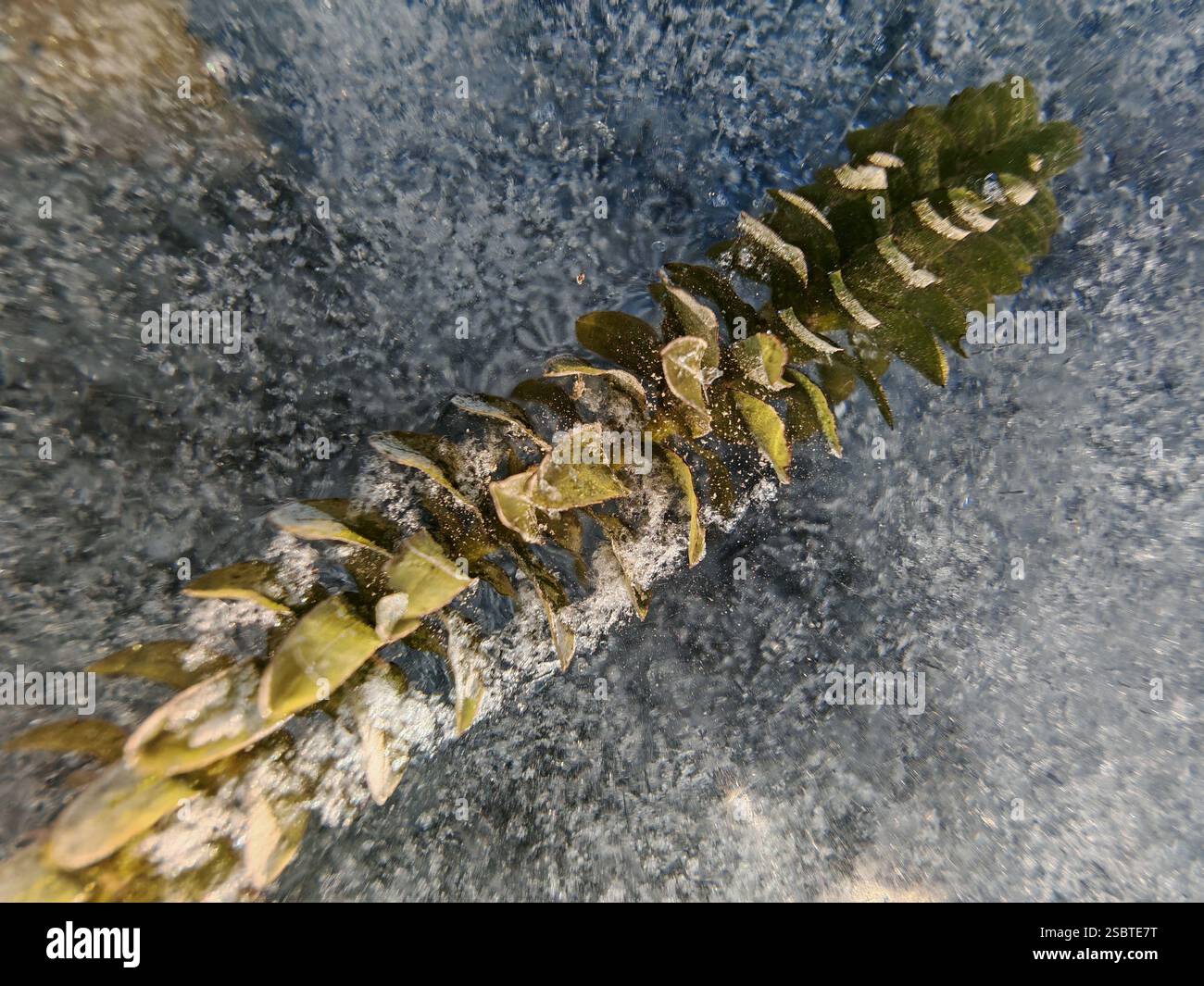Algae frozen in ice of Lake Baikal with abstract cracks Stock Photo - Alamy