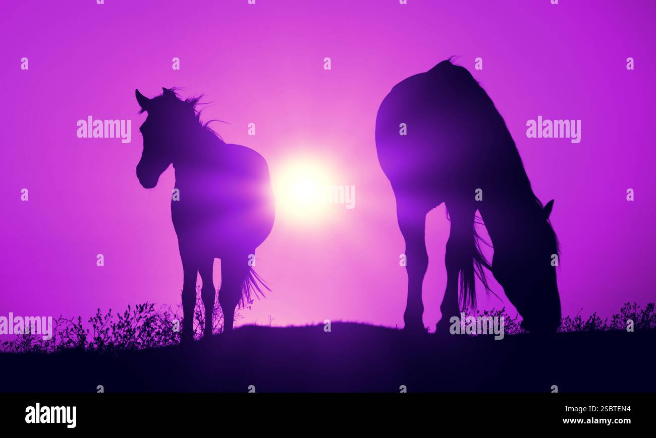 Horse silhouettes hi-res stock photography and images - Alamy