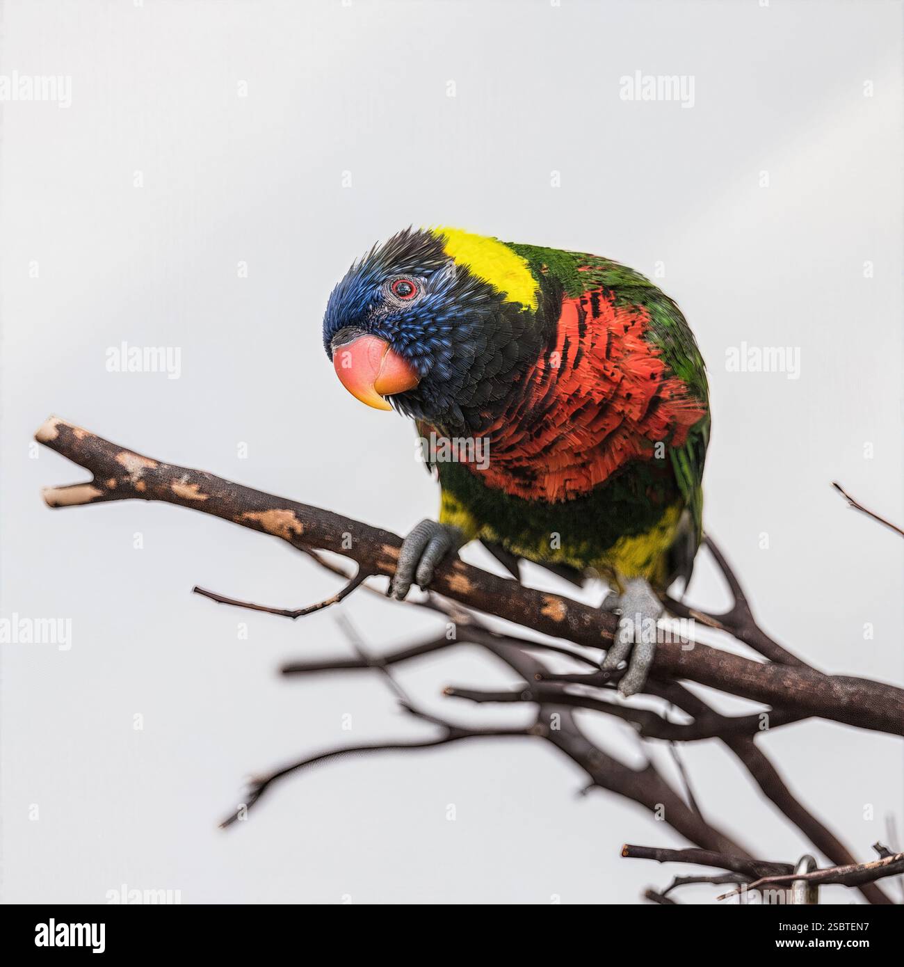 Detailed plumage catching hi-res stock photography and images - Alamy