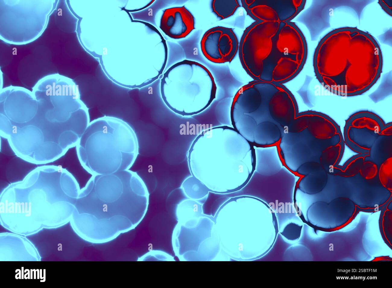 Shape of bacterial cell: cocci, bacilli, spirilla bacteria background ...