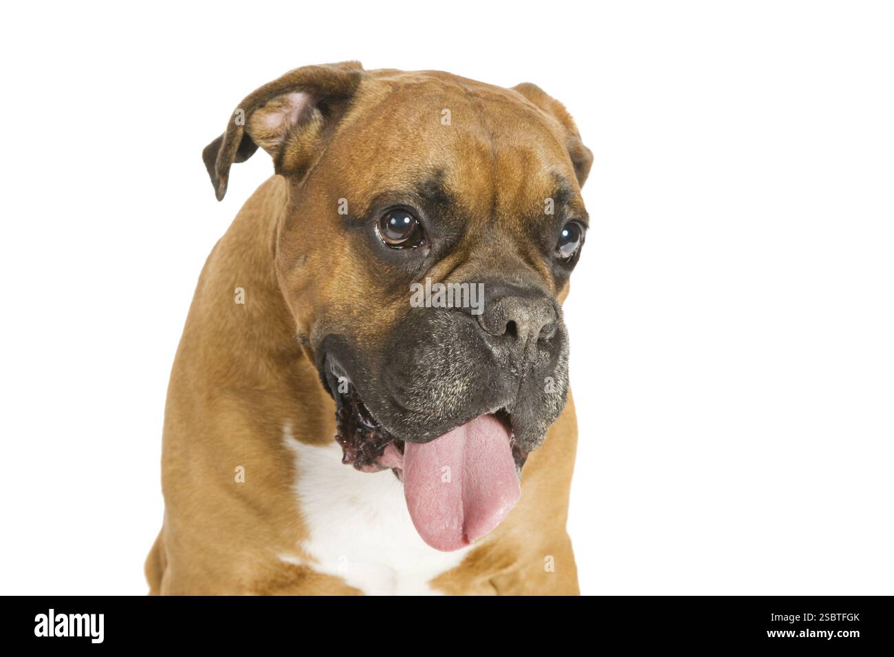 Adult Boxer of white background, studio shot Stock Photo - Alamy