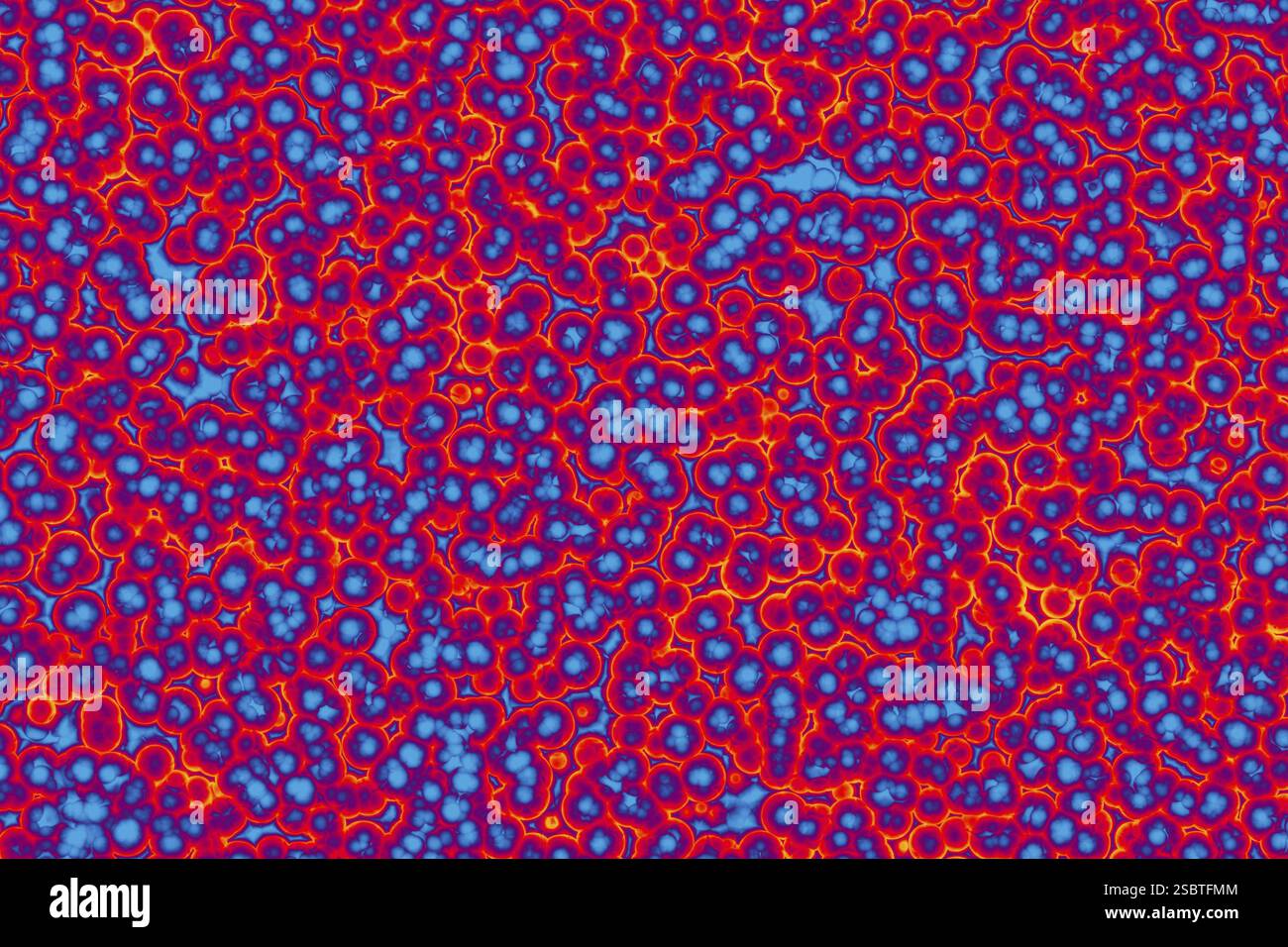 Shape of bacterial cell: cocci, bacilli, spirilla bacteria background ...