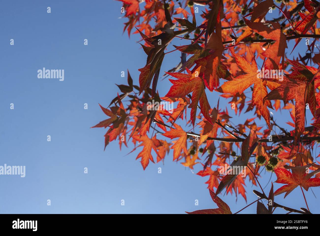 Dry autumn leaves on branches hi-res stock photography and images - Alamy