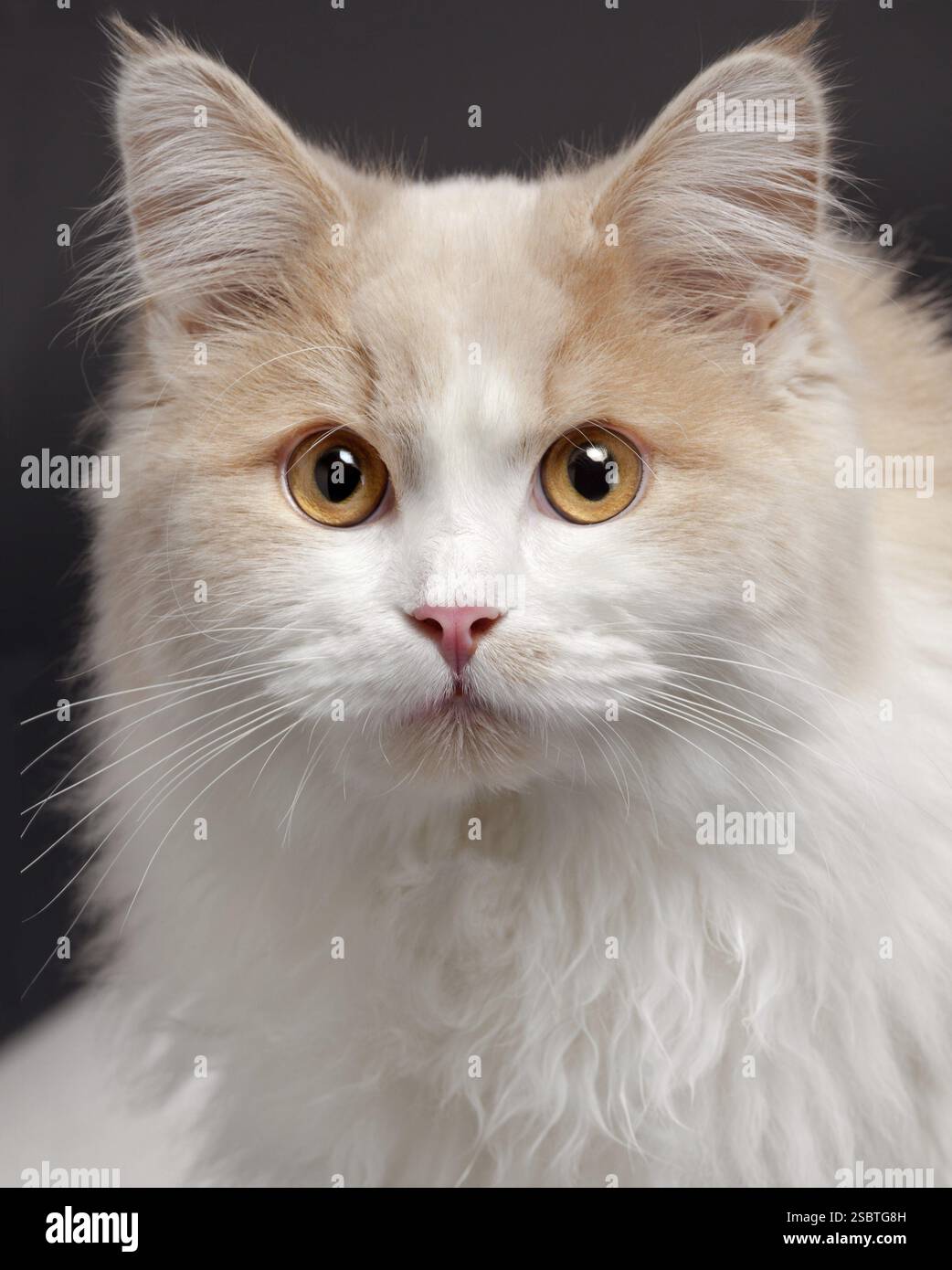 Beige cat, isolated on a grey background Stock Photo - Alamy
