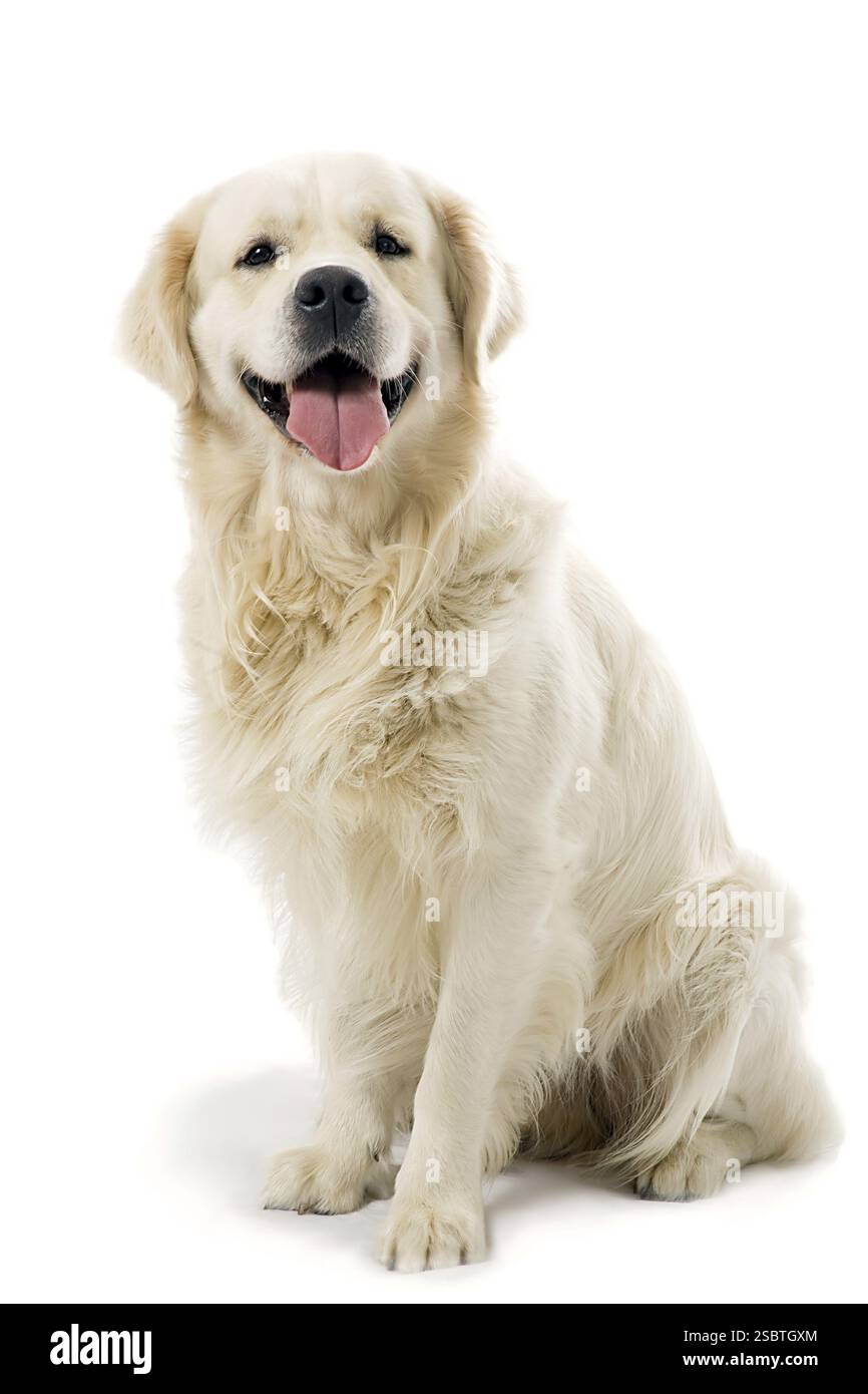 The gold retriever posing in studio. Isolated on white Stock Photo - Alamy
