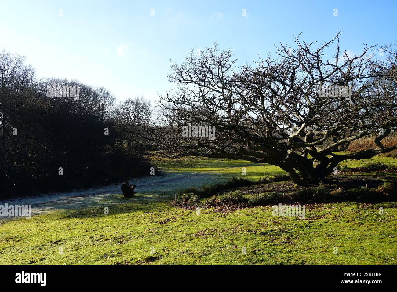 Nomansland Common near Wheathampstead Stock Photo - Alamy