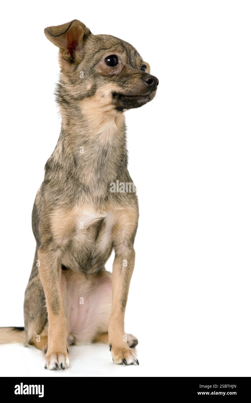 Photo cute dog on Cut Out Stock Images & Pictures - Alamy