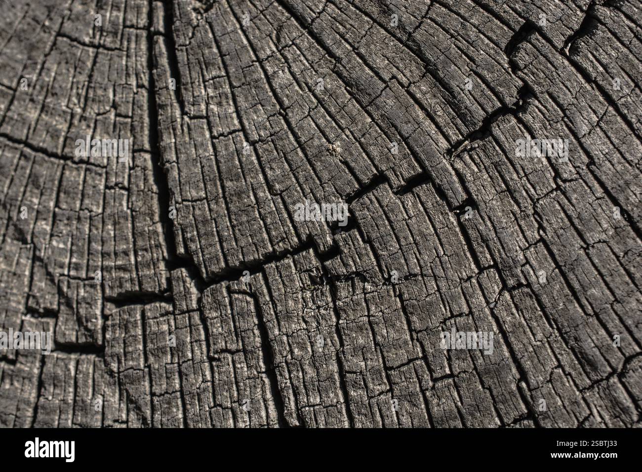 Old Weathered cracked tree stump texture background with the cross section Stock Photo - Alamy