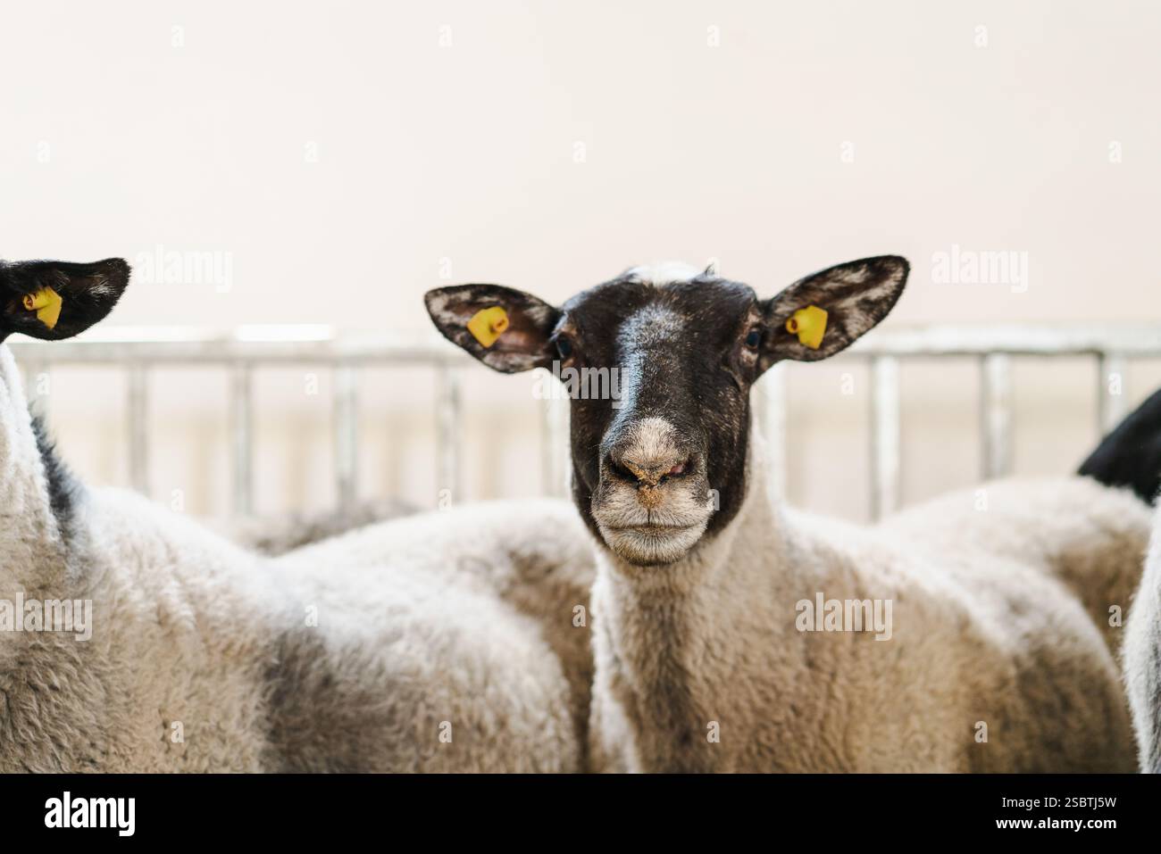 Sheep inside pen in barn on a livestock farm Stock Photo - Alamy