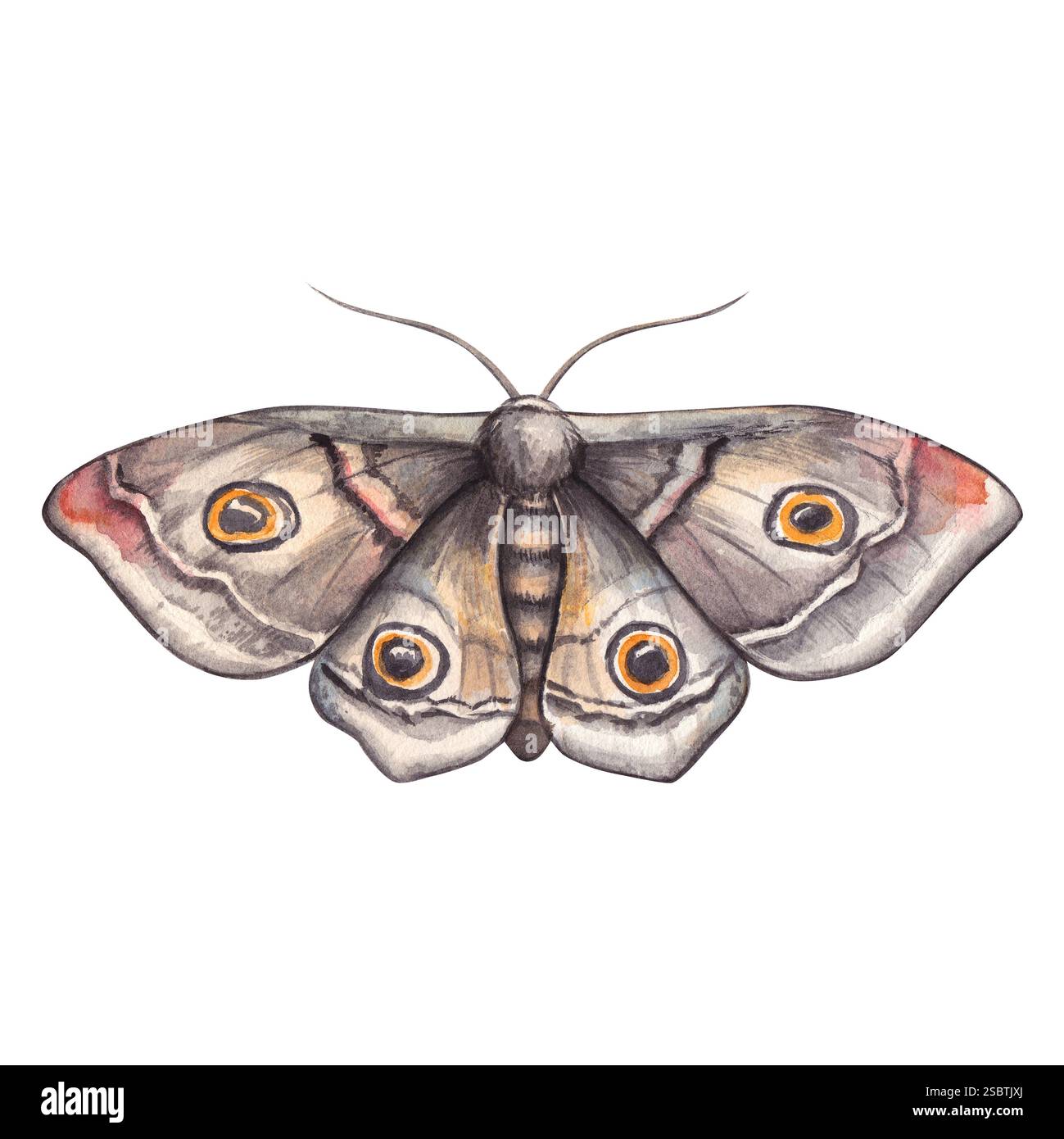Gray moth. Watercolor hand drawn illustration insect butterfly. Clipart ...