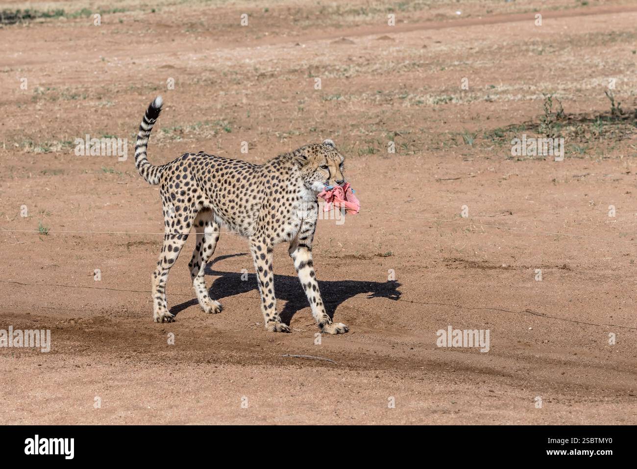 cheetah biting the seized bait during fitness training at Conservation ...