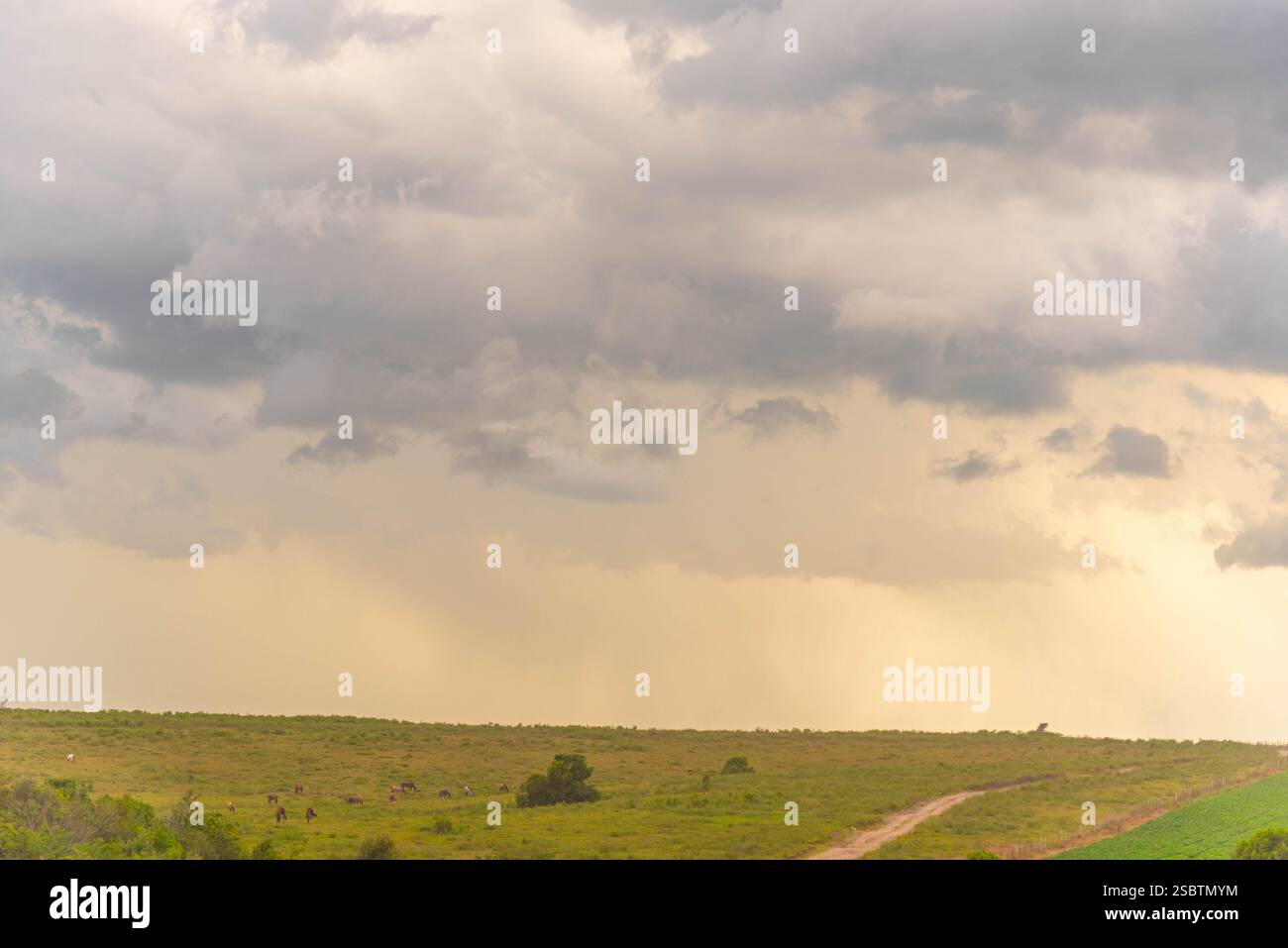 Agricultural fields of the pampa biome in southern Brazil Stock Photo ...