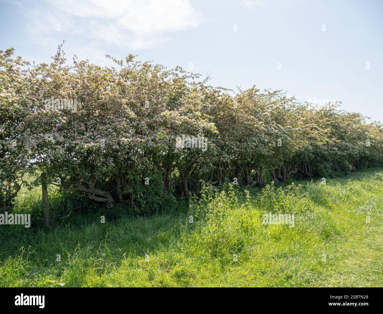 Hawthorn hedge row on the boundary of a farmer's field Stock Photo - Alamy