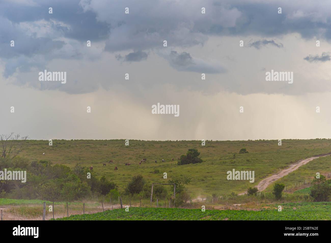 Agricultural fields of the pampa biome in southern Brazil Stock Photo ...