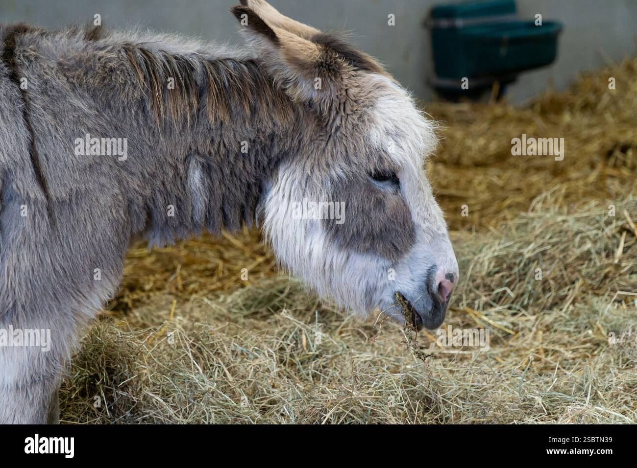 A woolly donkey eating straw inside a donkey rescue centre Stock Photo ...