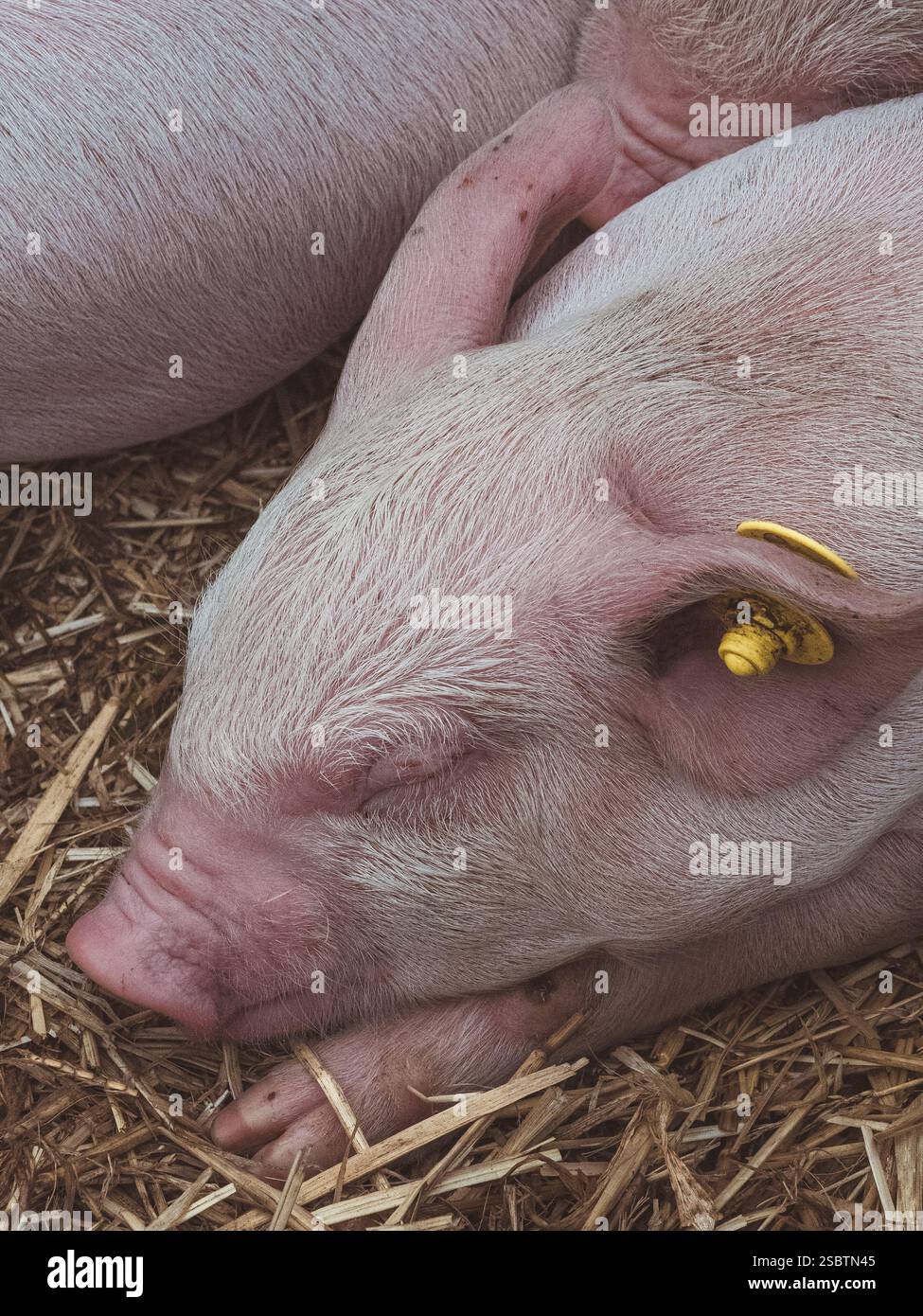 Sleeping piglet on display at a county show Stock Photo - Alamy