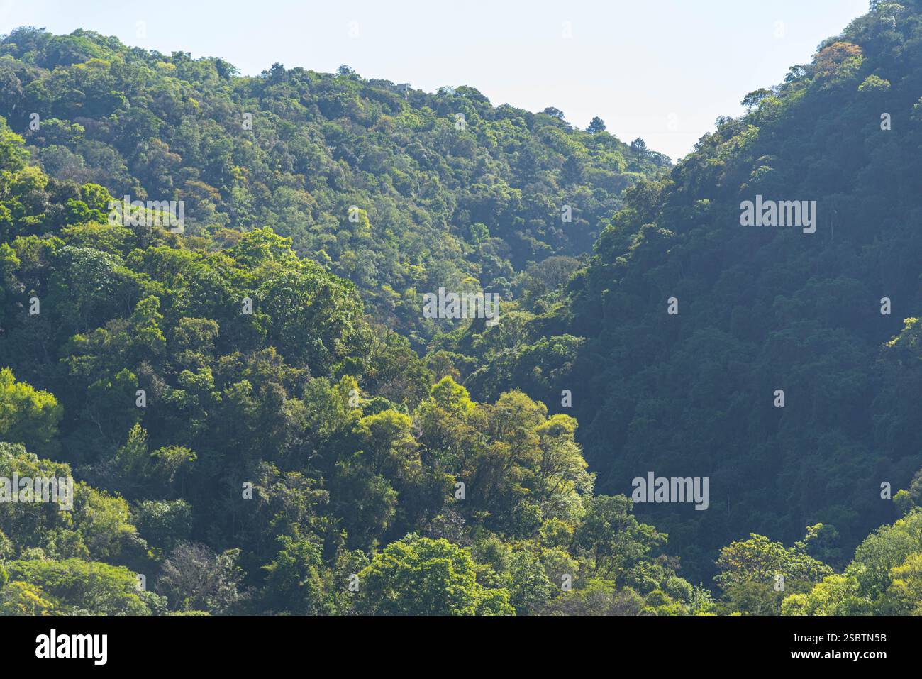 Atlantic forest reserve in itaara rs brazil Stock Photo - Alamy