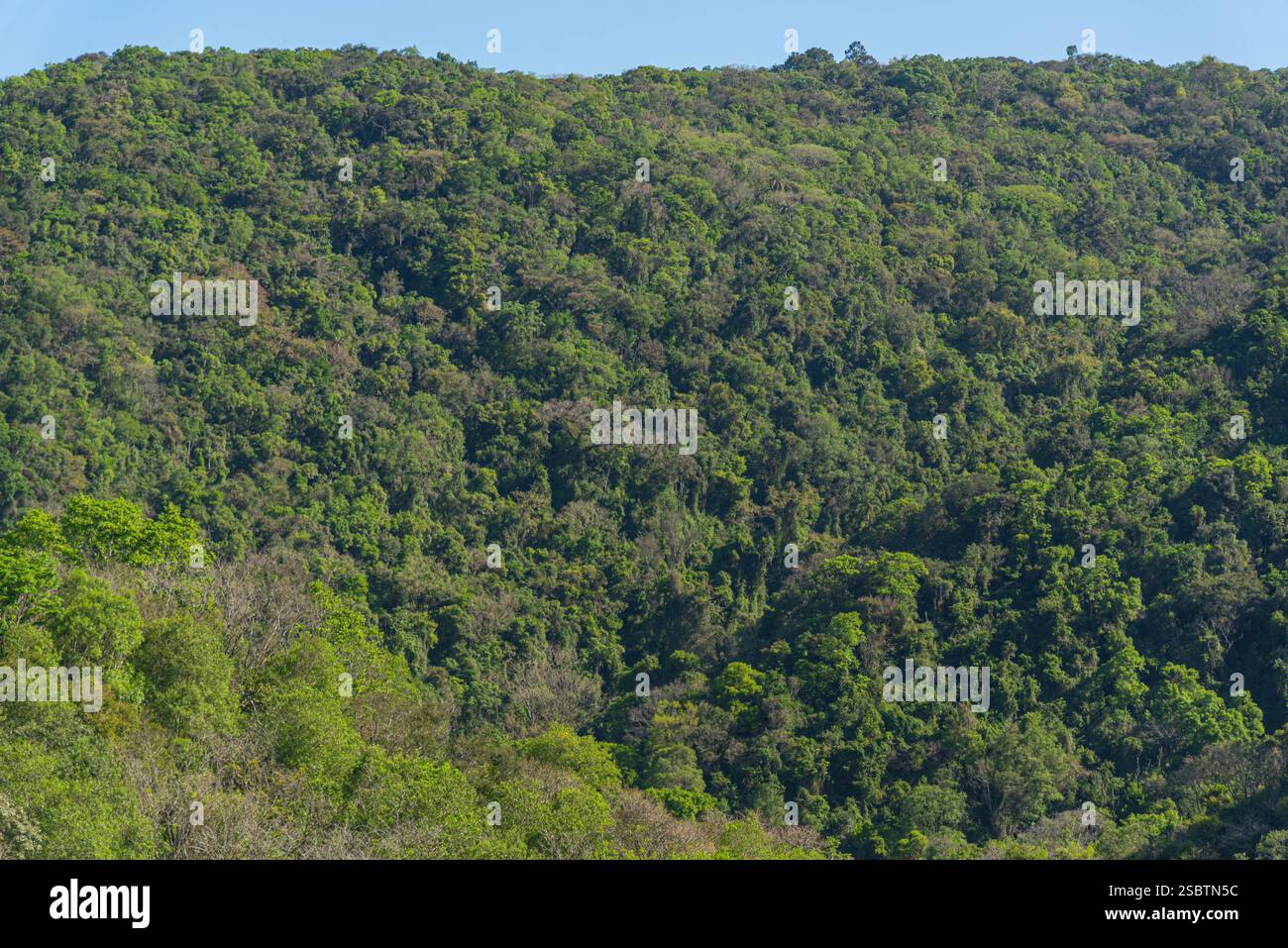 Atlantic forest reserve in itaara rs brazil Stock Photo - Alamy