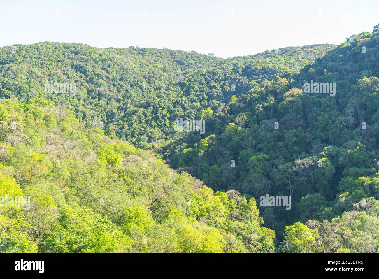 Atlantic forest reserve in itaara rs brazil Stock Photo - Alamy