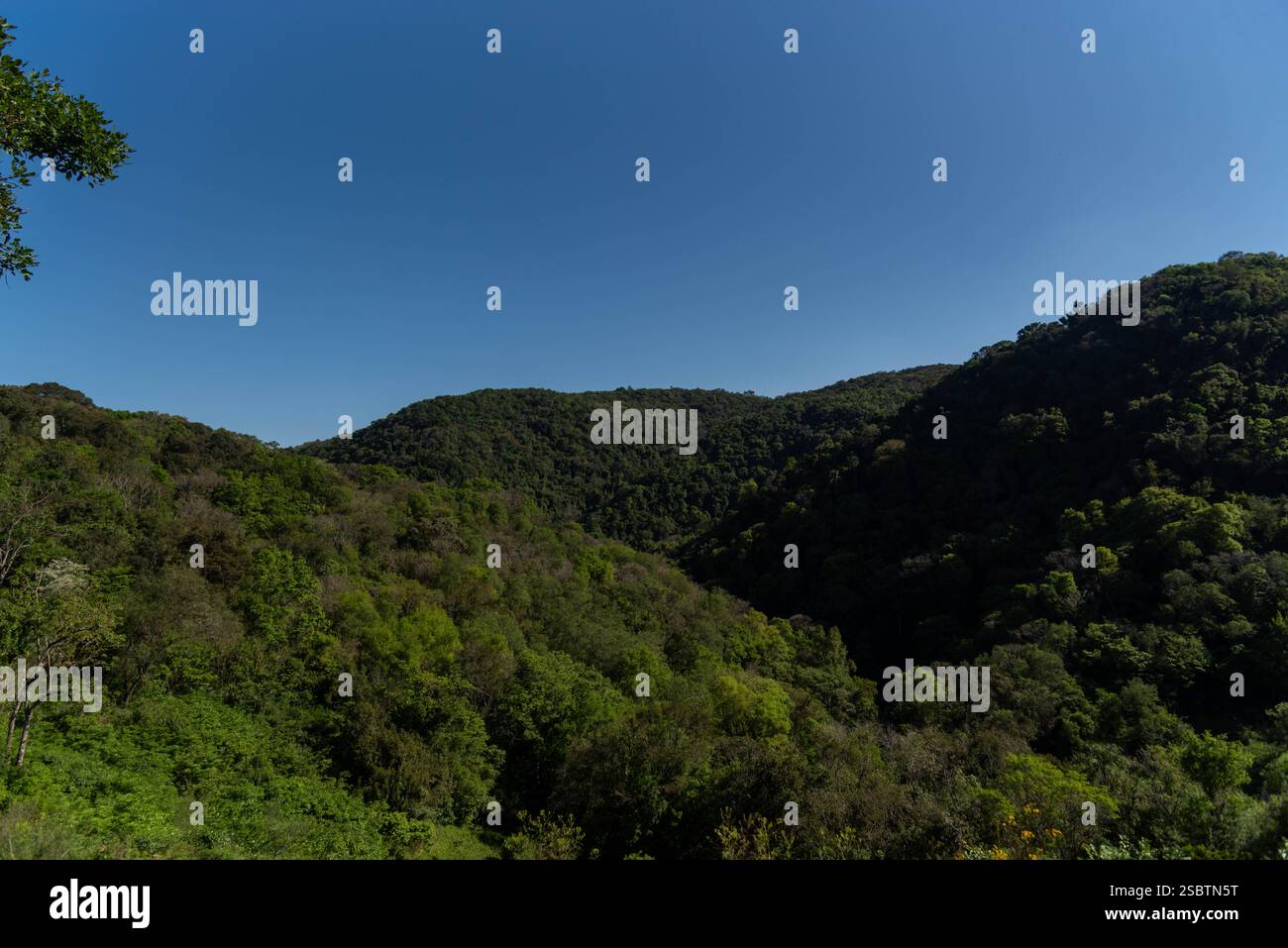 Atlantic forest reserve in itaara rs brazil Stock Photo - Alamy