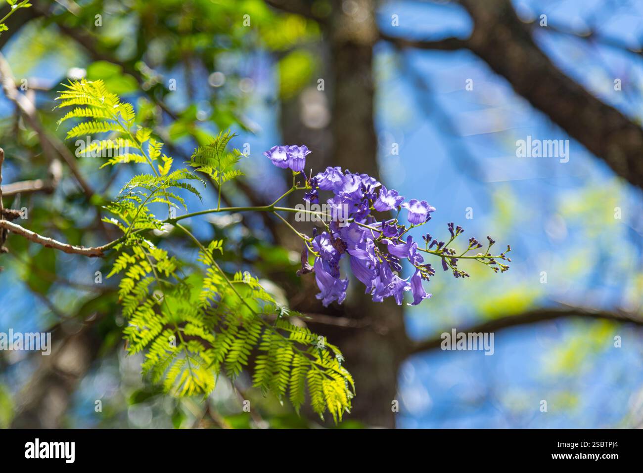 Purple flower of Jacaranda mimosifolia tree Stock Photo - Alamy