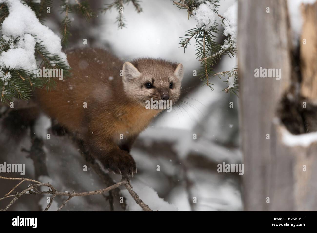 Pine Marten (Martes americana) in winter, hunting in a snow covered ...
