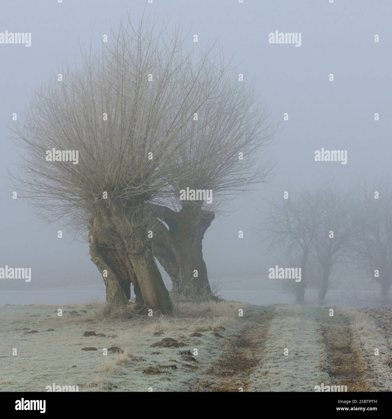 Low angle shot willows hi-res stock photography and images - Alamy